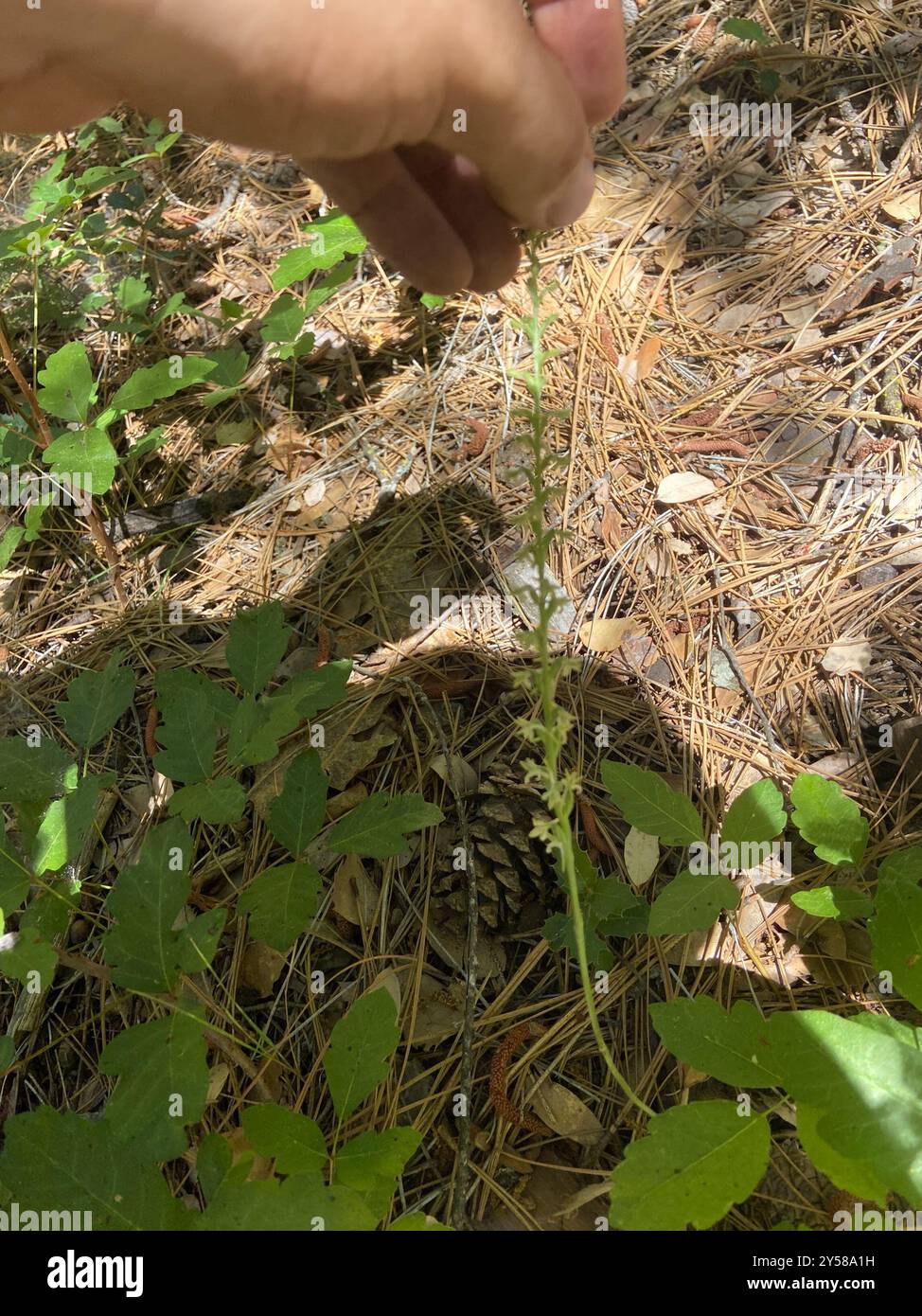 Flat Spurred Piperia (Platanthera transversa) Plantae Stock Photo - Alamy