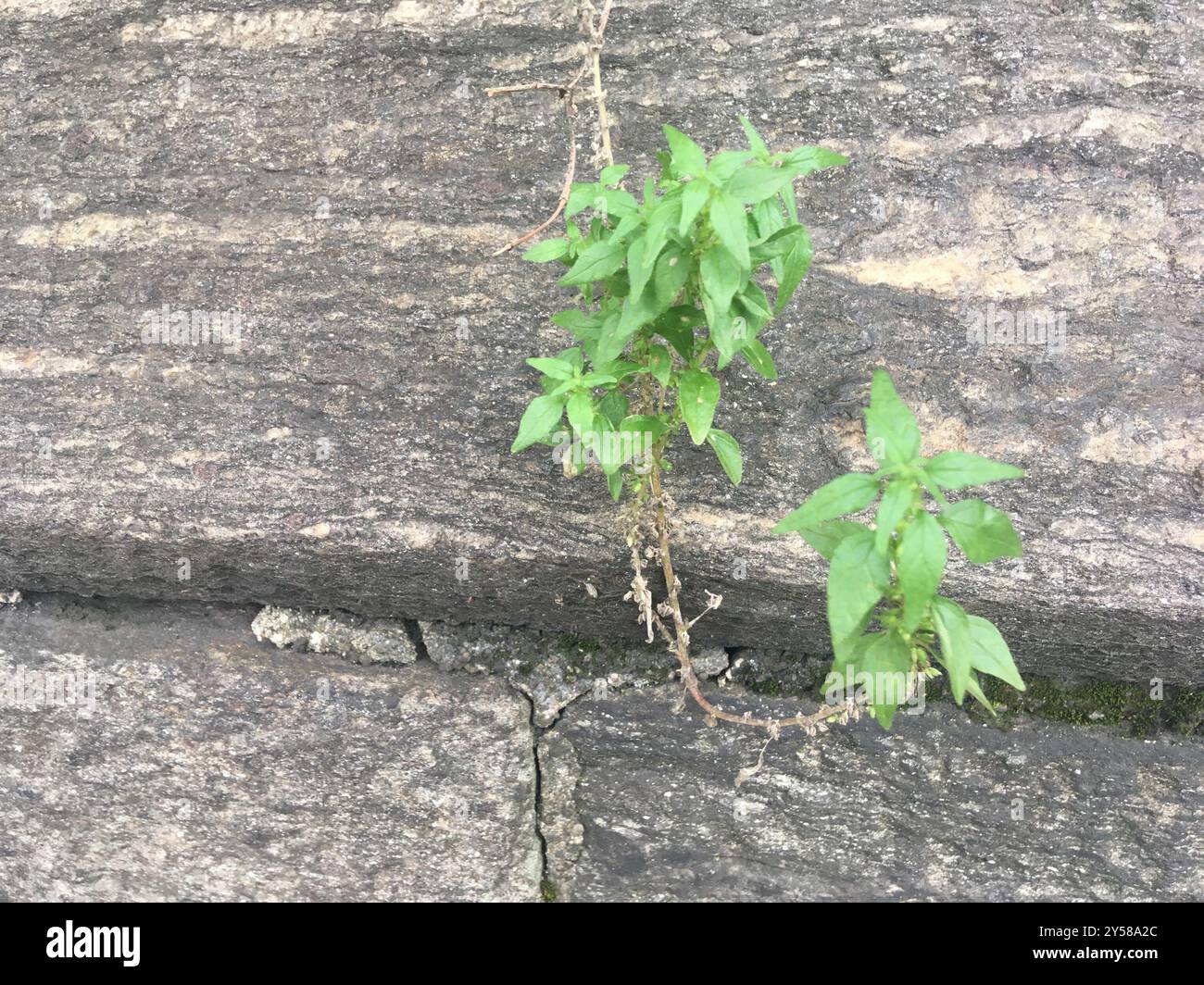 Pennsylvania pellitory (Parietaria pensylvanica) Plantae Stock Photo ...
