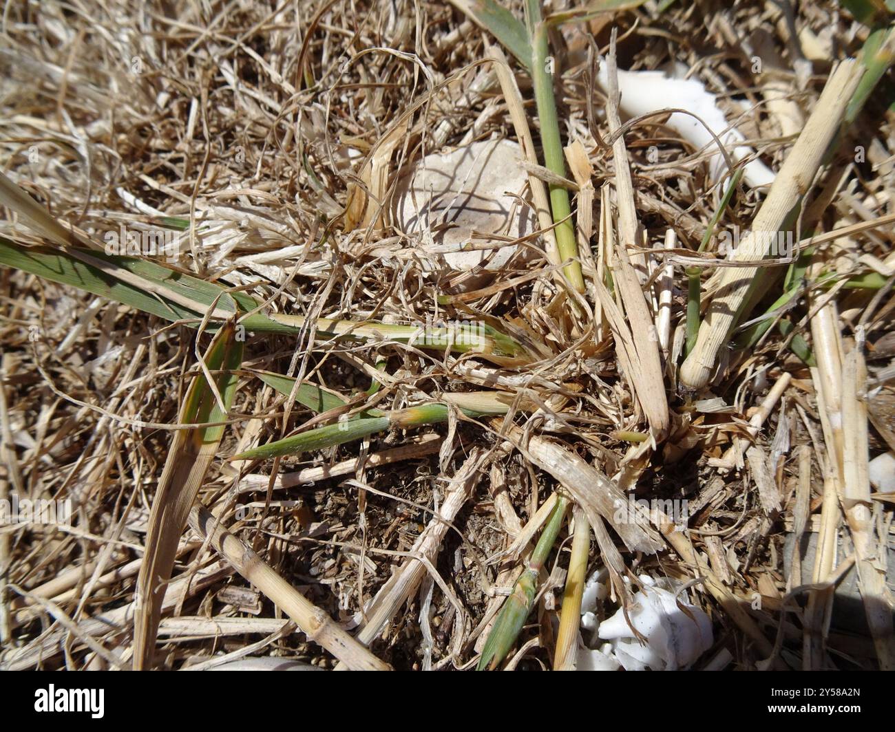 common reed (Phragmites australis) Plantae Stock Photo - Alamy