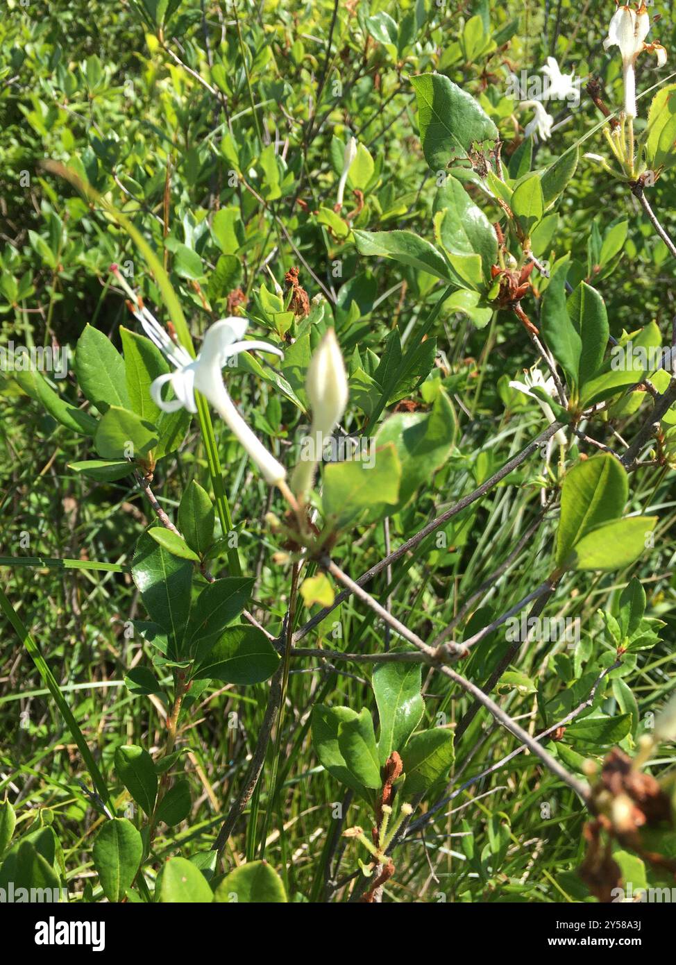 swamp azalea (Rhododendron viscosum) Plantae Stock Photo - Alamy