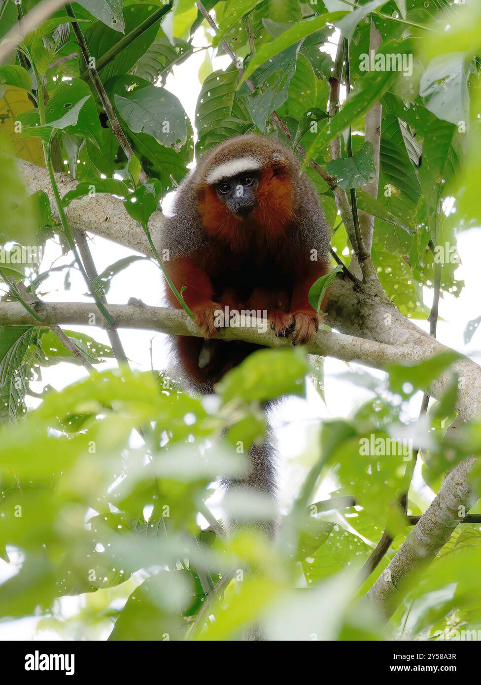 White-tailed titi monkey, Weißschwanz-Springaffe, Plecturocebus ...