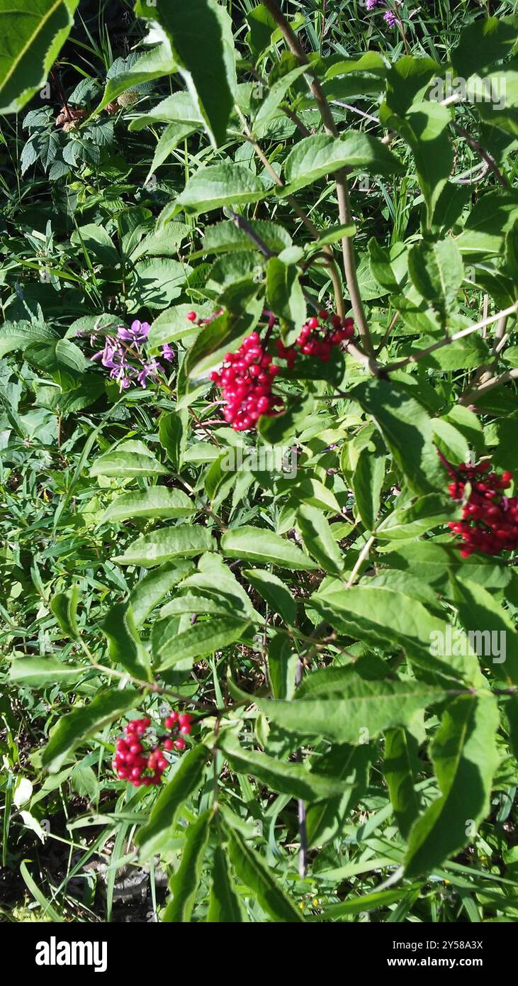 Eastern Red Elder (Sambucus racemosa pubens) Plantae Stock Photo - Alamy
