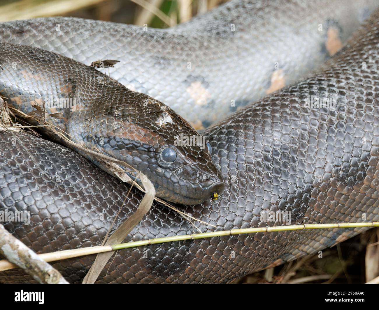 Green anaconda, giant anaconda, Große Anakonda, grand Anaconda ...