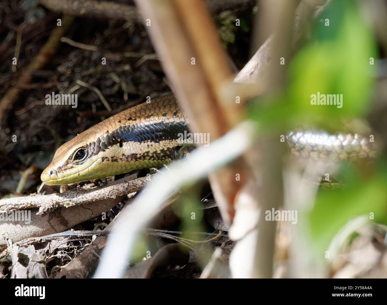 black-spotted skink, common coppery mabuya, Copeoglossum nigropunctatum ...