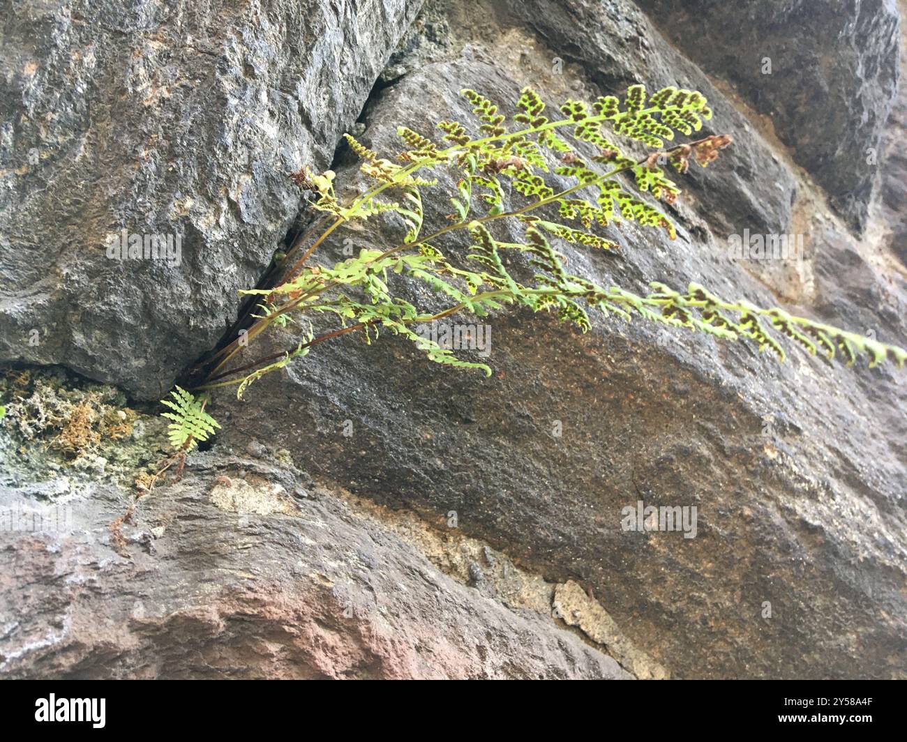ferns (Polypodiopsida) Plantae Stock Photo - Alamy