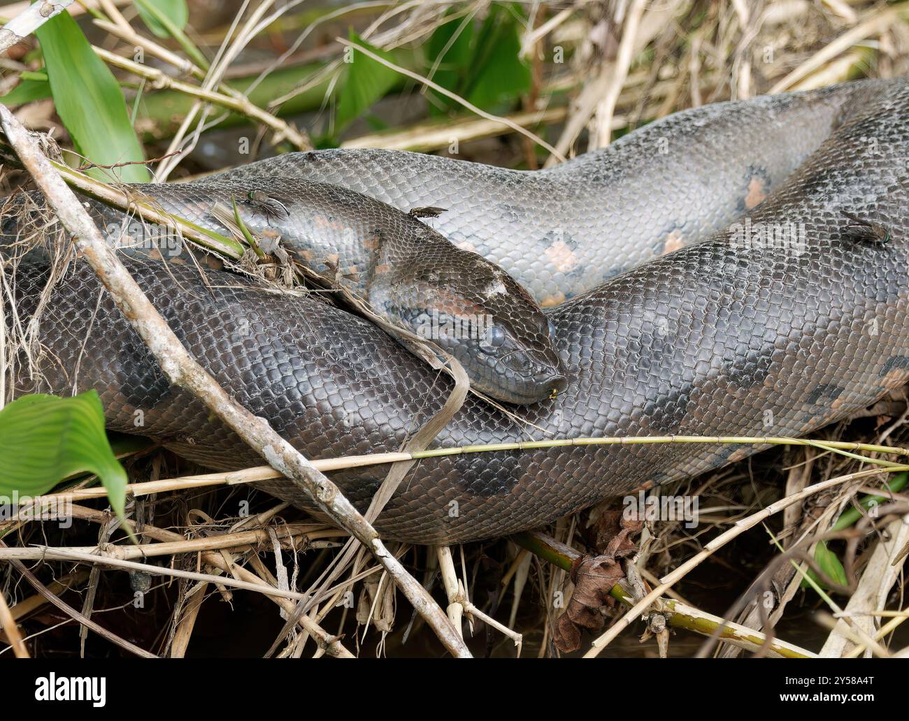 Green anaconda, giant anaconda, Große Anakonda, grand Anaconda ...