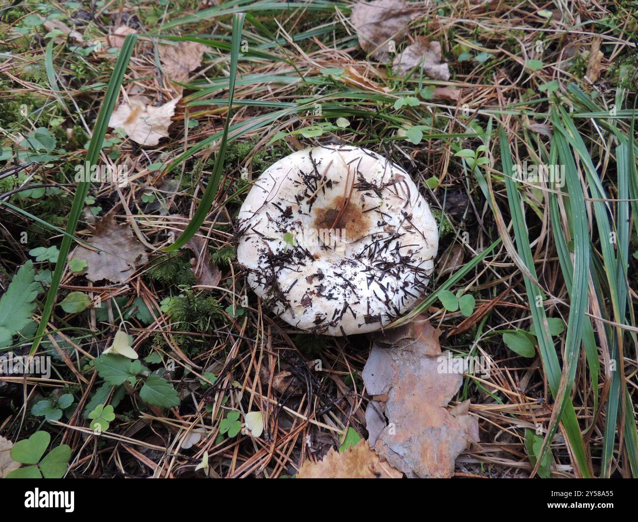milk-white brittlegill (Russula delica) Fungi Stock Photo - Alamy