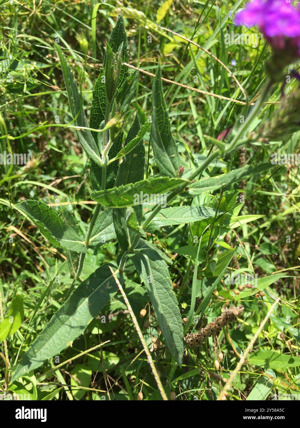Slender Vervain (Verbena rigida) Plantae Stock Photo - Alamy