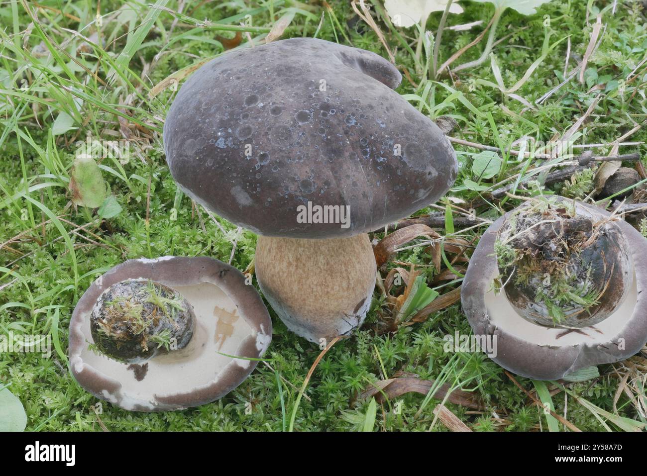 Black Velvet Bolete (Tylopilus alboater) Fungi Stock Photo - Alamy