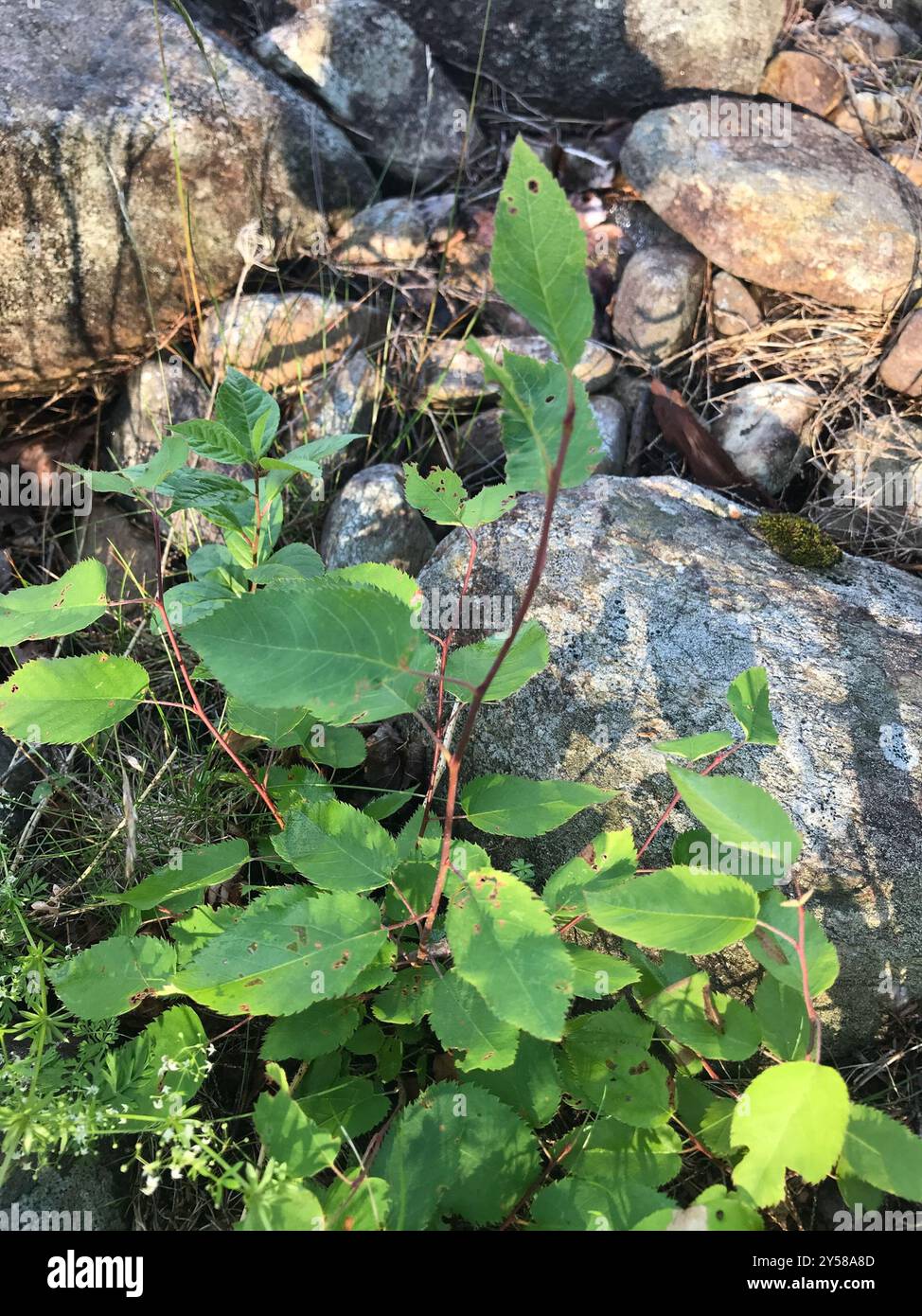 common serviceberry (Amelanchier arborea) Plantae Stock Photo - Alamy