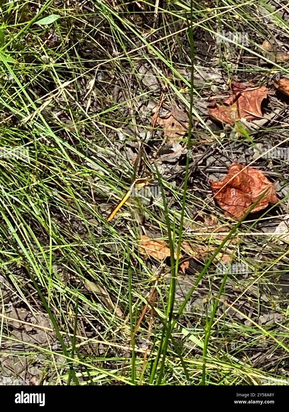 Skimmers (Libellulidae) Insecta Stock Photo - Alamy