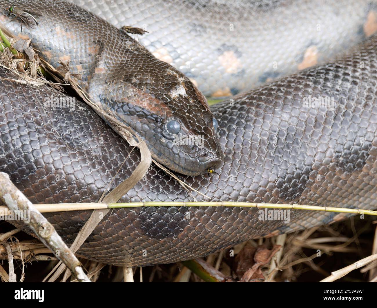 Green anaconda, giant anaconda, Große Anakonda, grand Anaconda ...