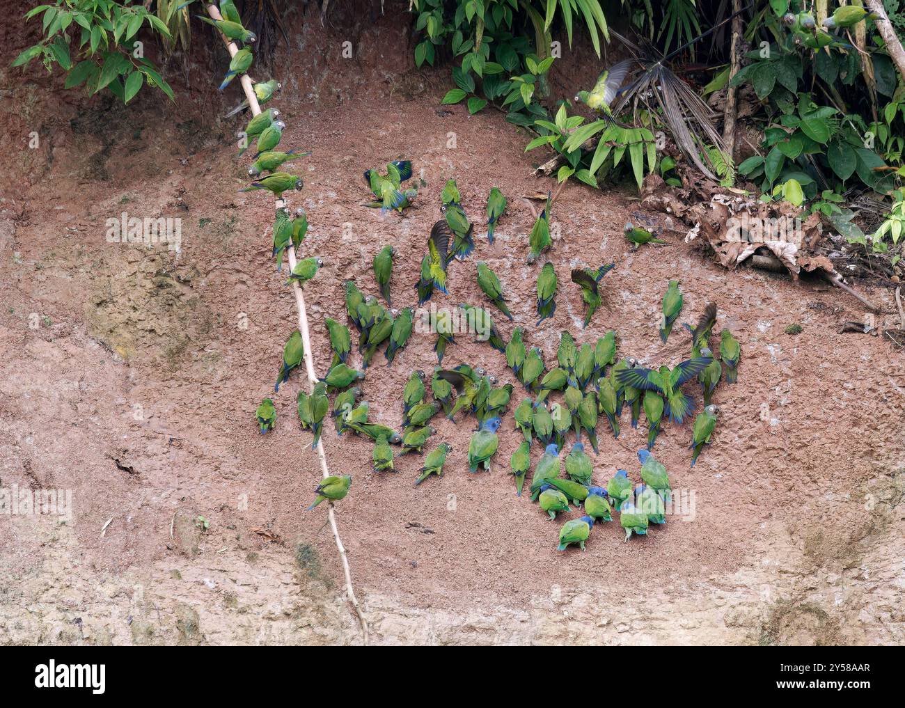 Parrots clay lick, Dusky-headed parakeet (Aratinga weddellii) and blue ...