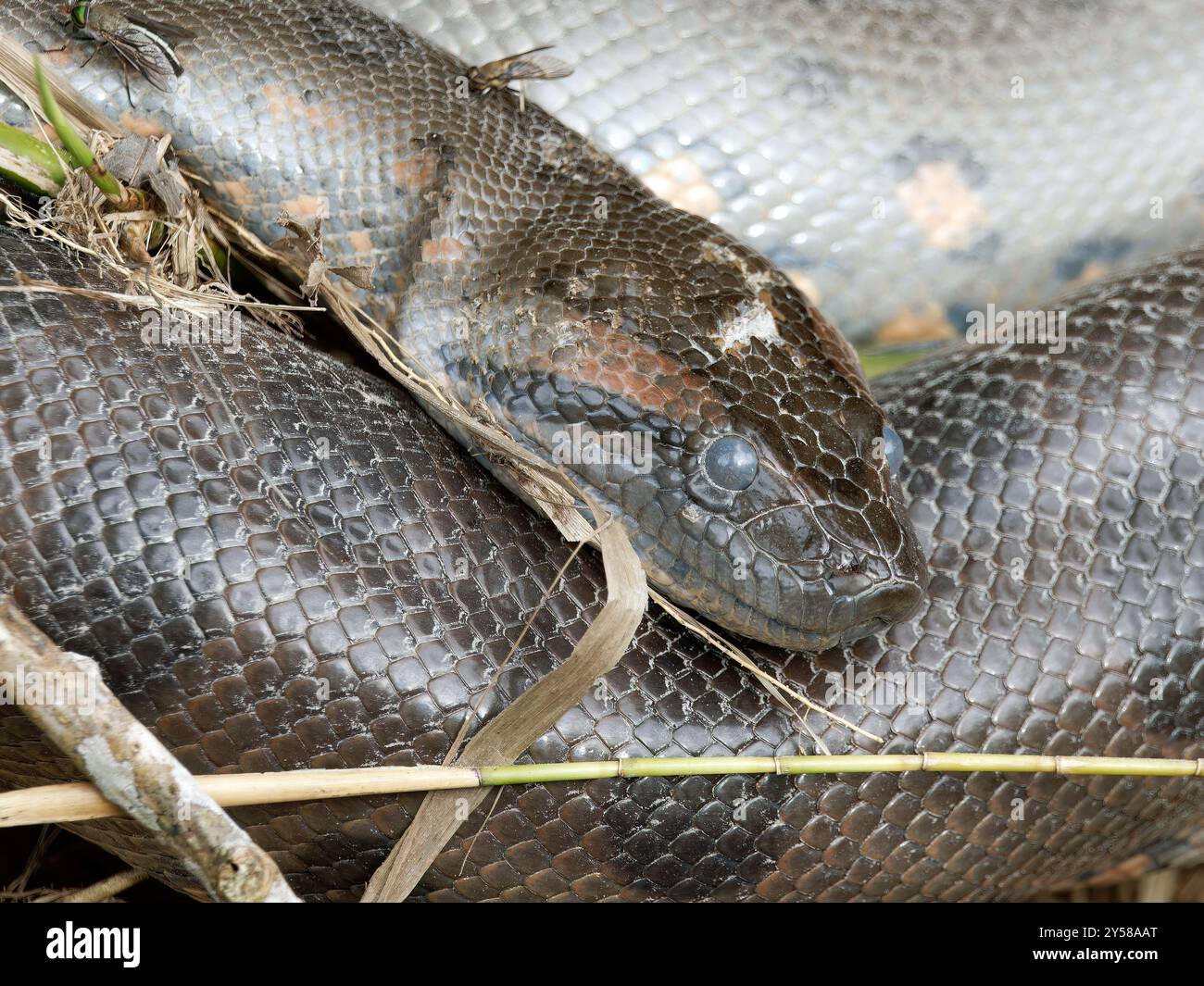 Green anaconda, giant anaconda, Große Anakonda, grand Anaconda ...