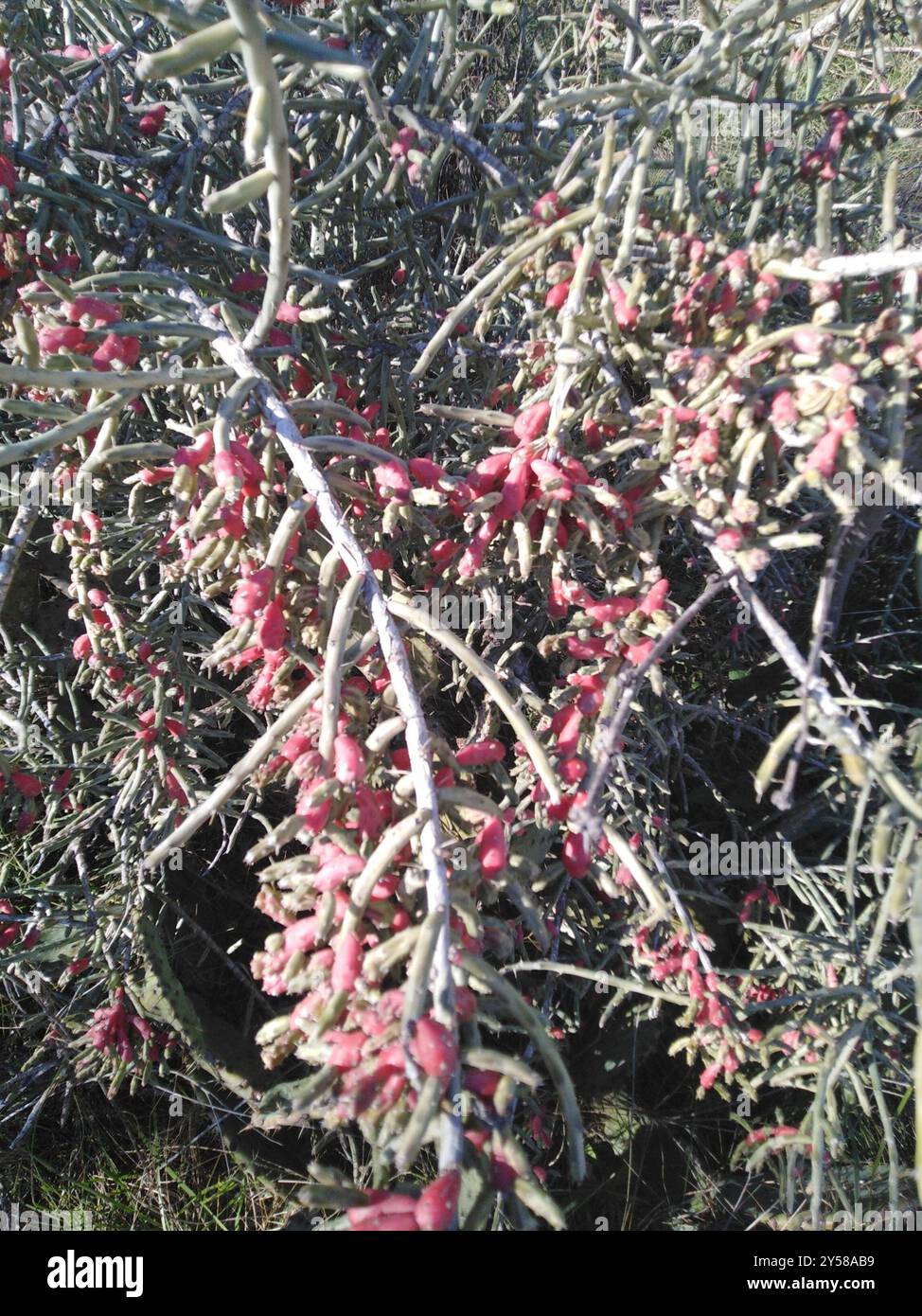 Christmas cholla (Cylindropuntia leptocaulis) Plantae Stock Photo - Alamy