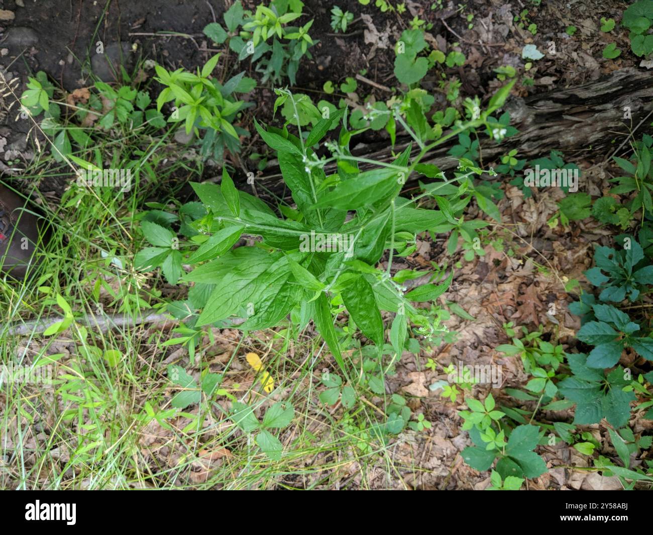 virginia stickseed (Hackelia virginiana) Plantae Stock Photo - Alamy