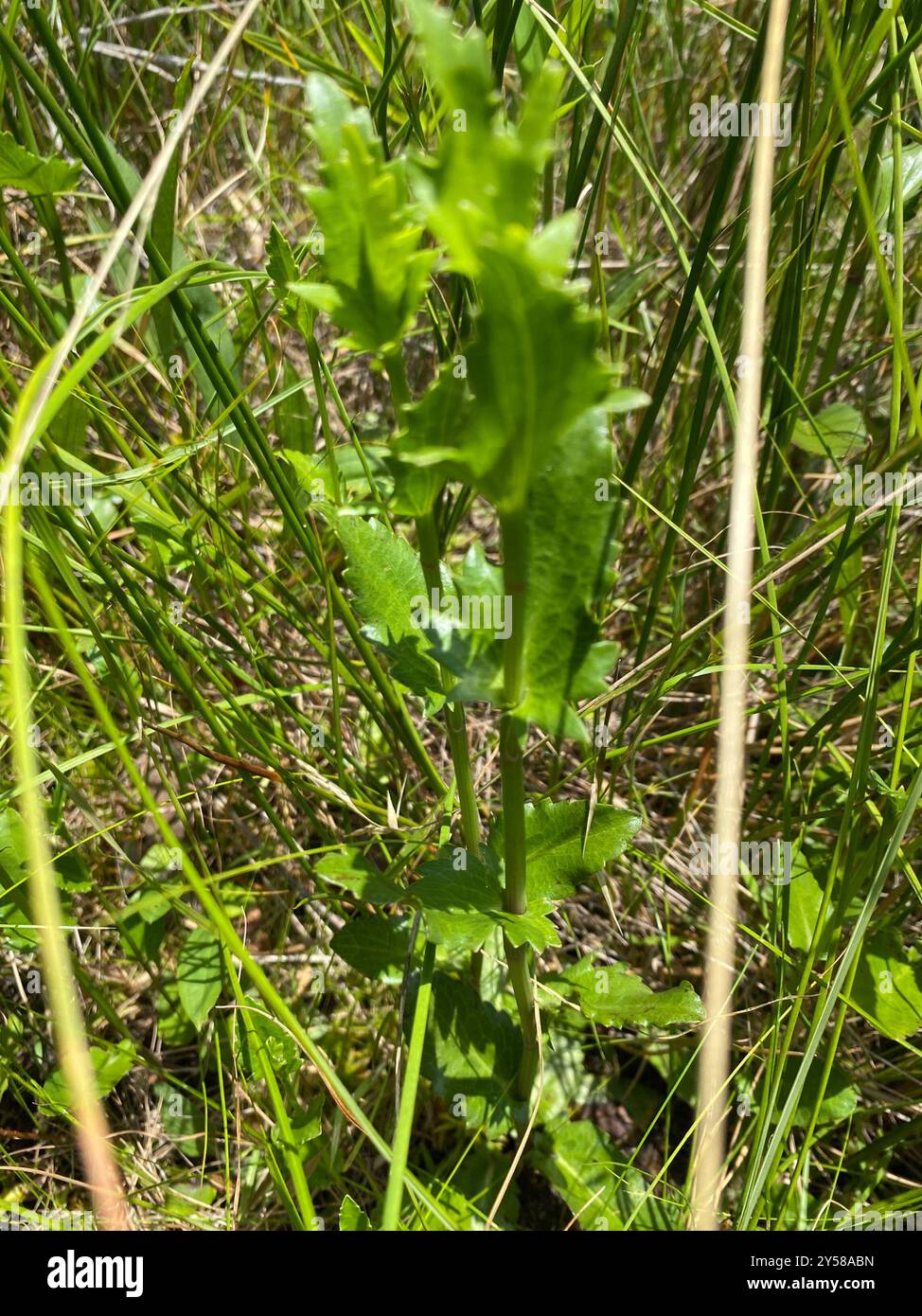 blueflower eryngo (Eryngium integrifolium) Plantae Stock Photo - Alamy