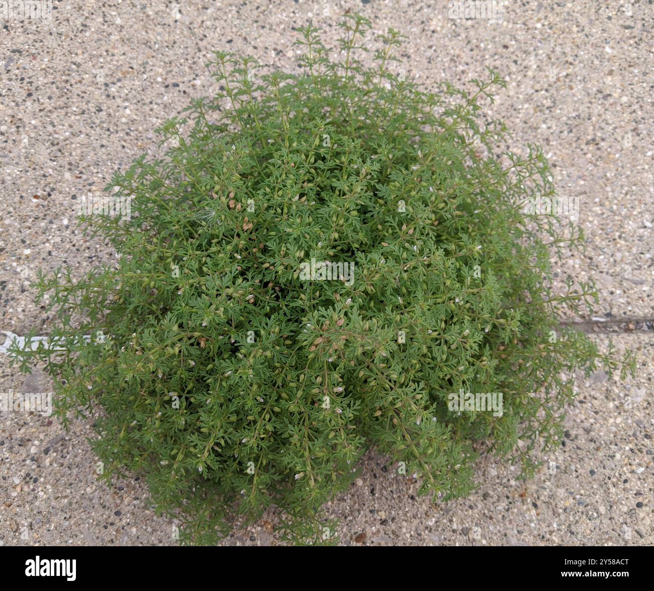 Obi-Wan conobea (Leucospora multifida) Plantae Stock Photo - Alamy