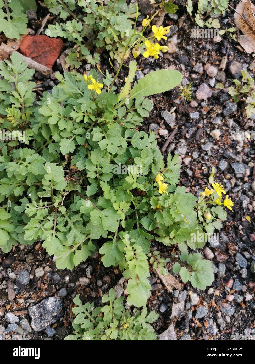 Creeping Yellowcress (Rorippa sylvestris) Plantae Stock Photo - Alamy