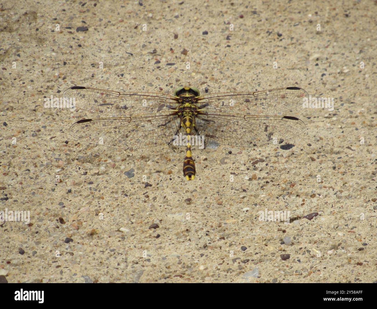 Common Sanddragon (Progomphus obscurus) Insecta Stock Photo - Alamy