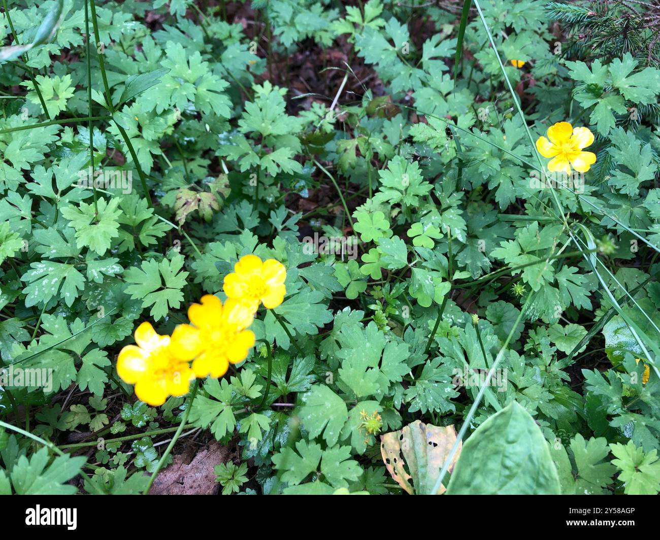 Creeping buttercup (Ranunculus repens) Plantae Stock Photo - Alamy