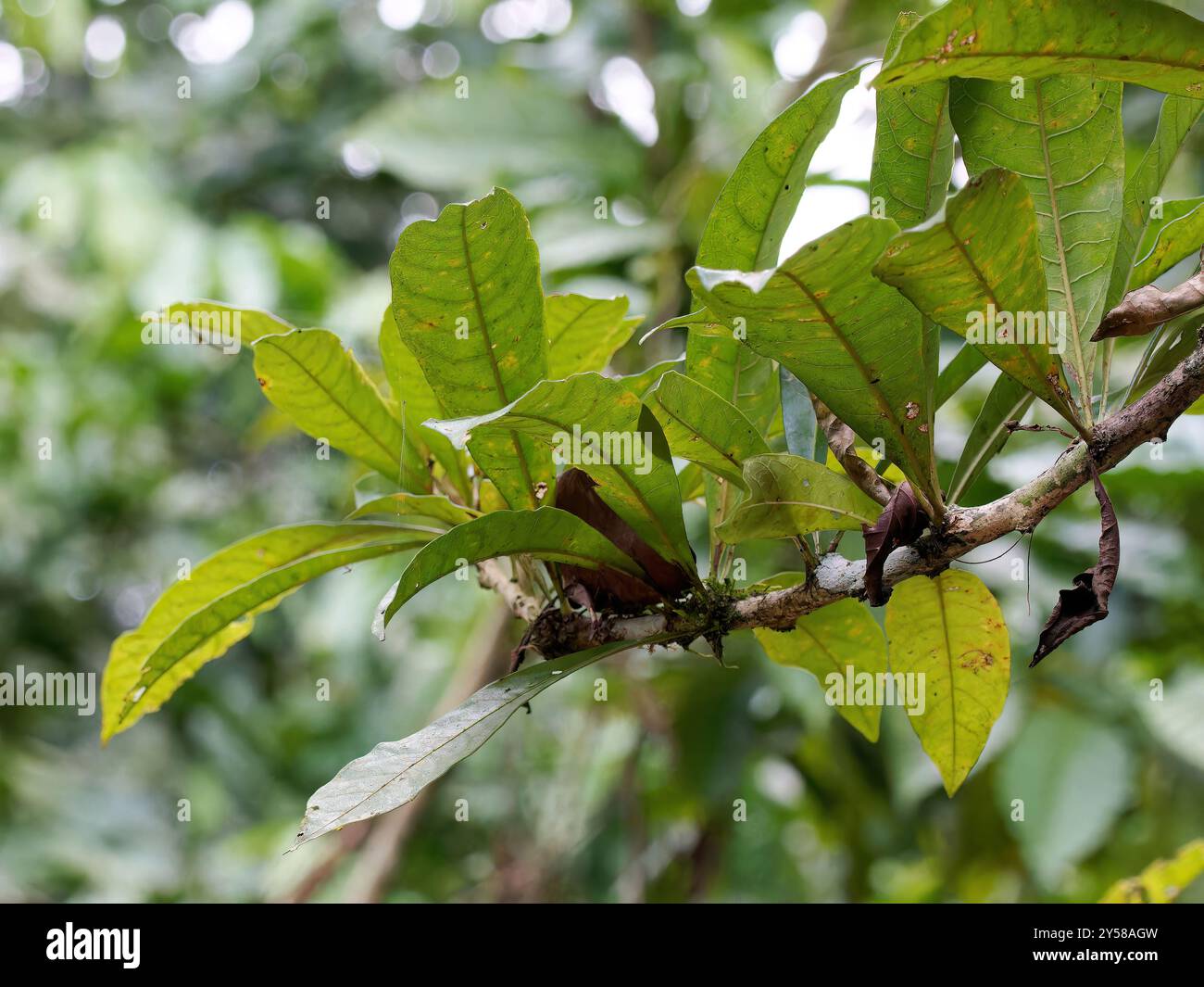 calabash tree, Kalebassenbaum, calebassier, Crescentia cujete, Yasuní ...