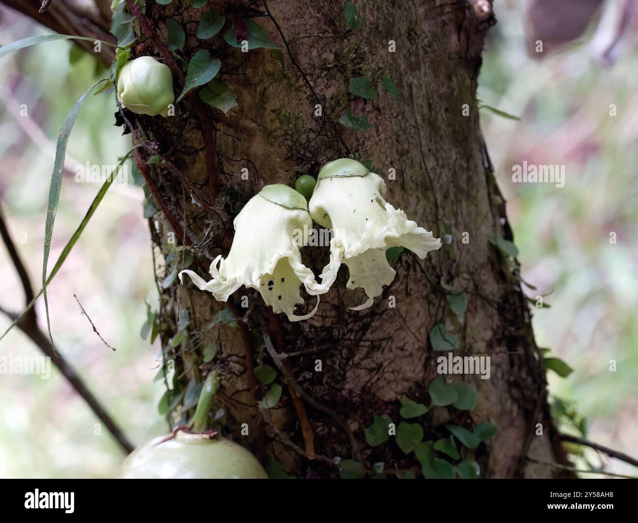 calabash tree, Kalebassenbaum, calebassier, Crescentia cujete, Yasuní ...
