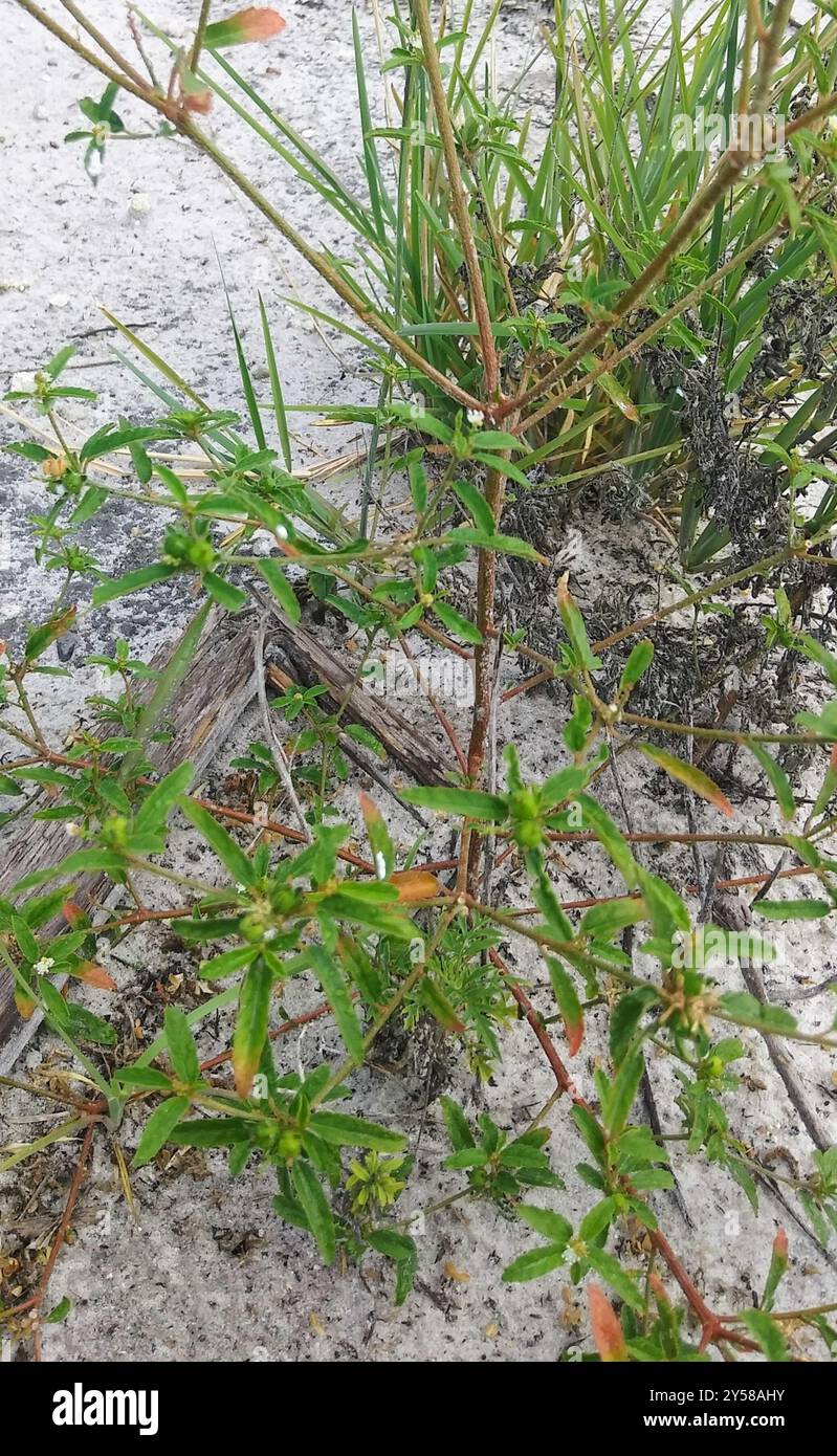 Tropic Croton (Croton glandulosus) Plantae Stock Photo - Alamy