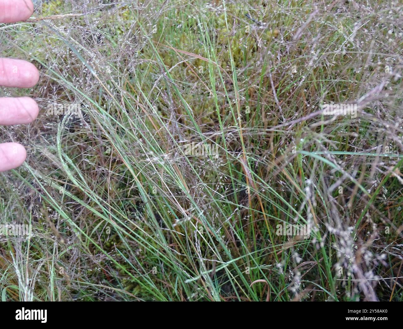 bent grass (Agrostis) Plantae Stock Photo - Alamy