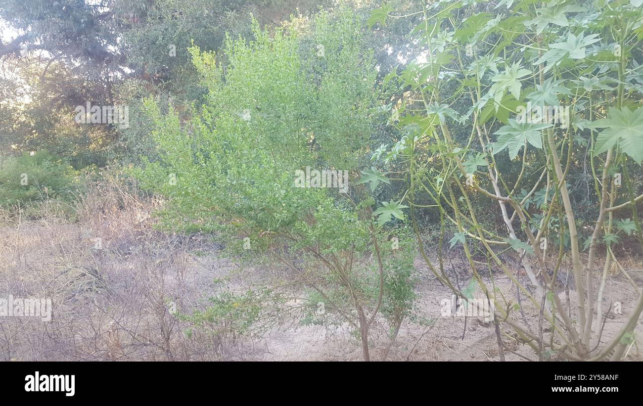 Chaparral Coyote Brush (Baccharis pilularis consanguinea) Plantae Stock ...