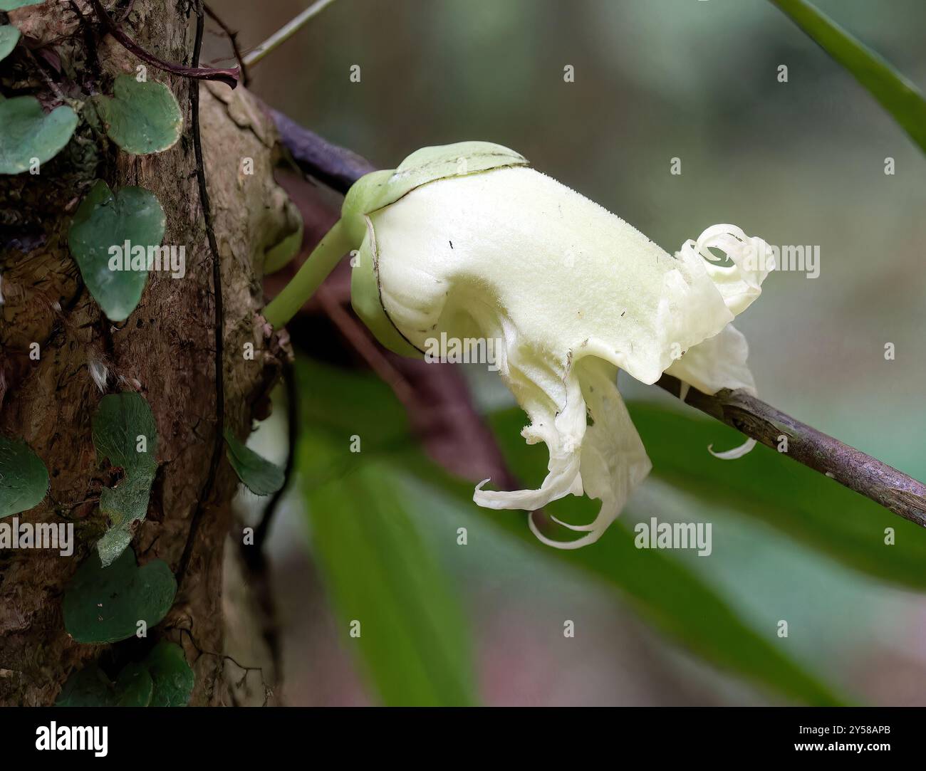 calabash tree, Kalebassenbaum, calebassier, Crescentia cujete, Yasuní ...