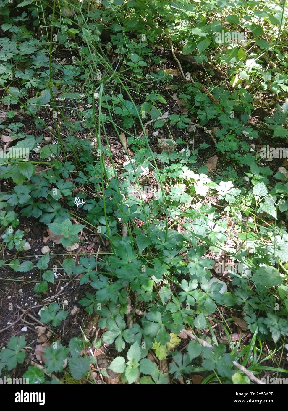 wood sanicle (Sanicula europaea) Plantae Stock Photo - Alamy