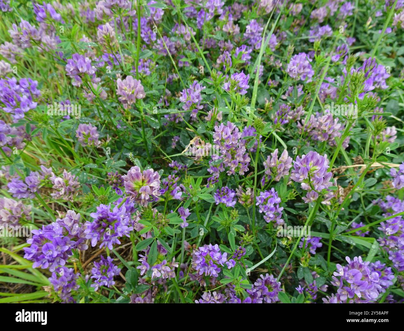 Alfalfa (Medicago sativa) Plantae Stock Photo - Alamy