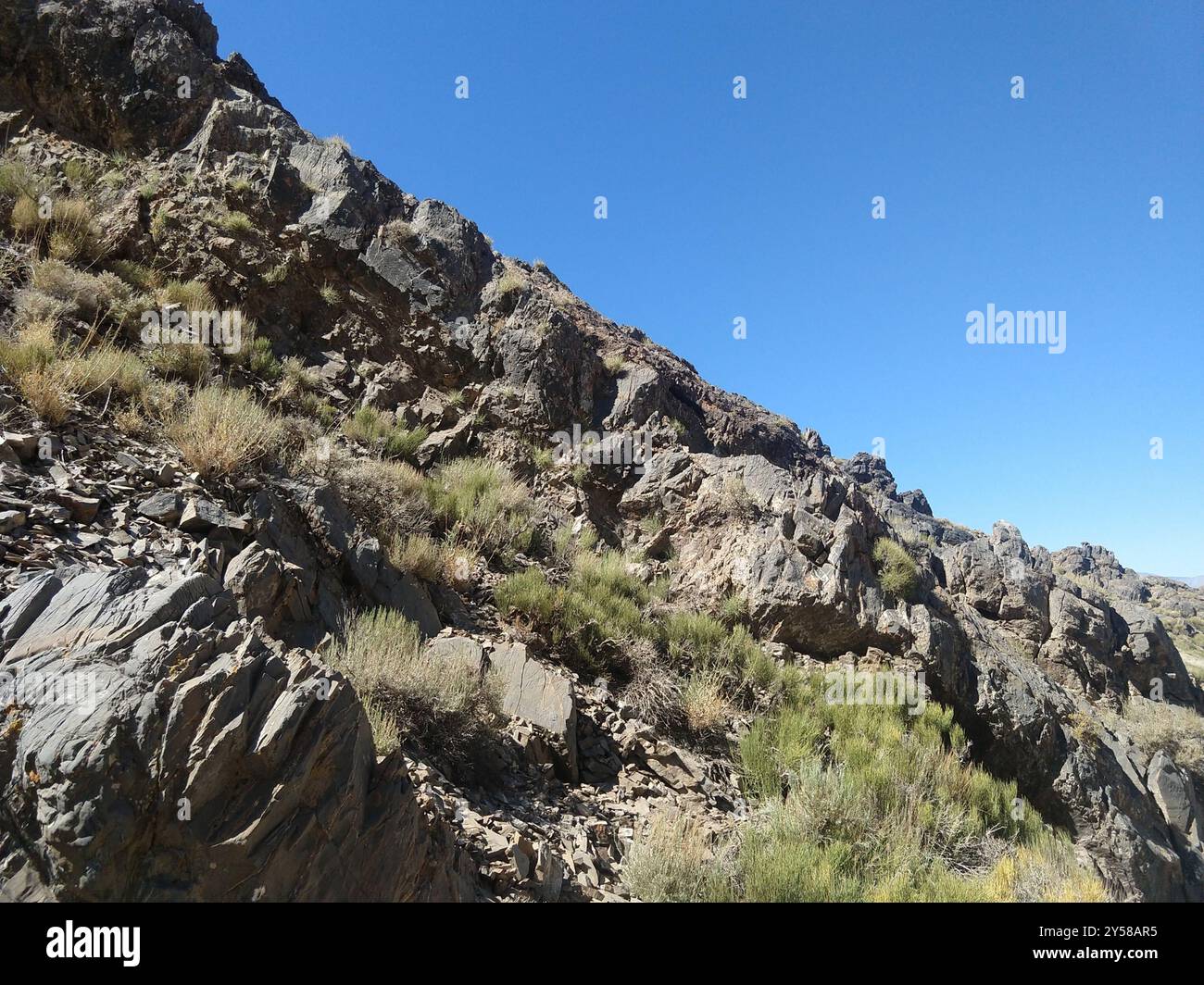 inyo rockdaisy (Perityle inyoensis) Plantae Stock Photo - Alamy