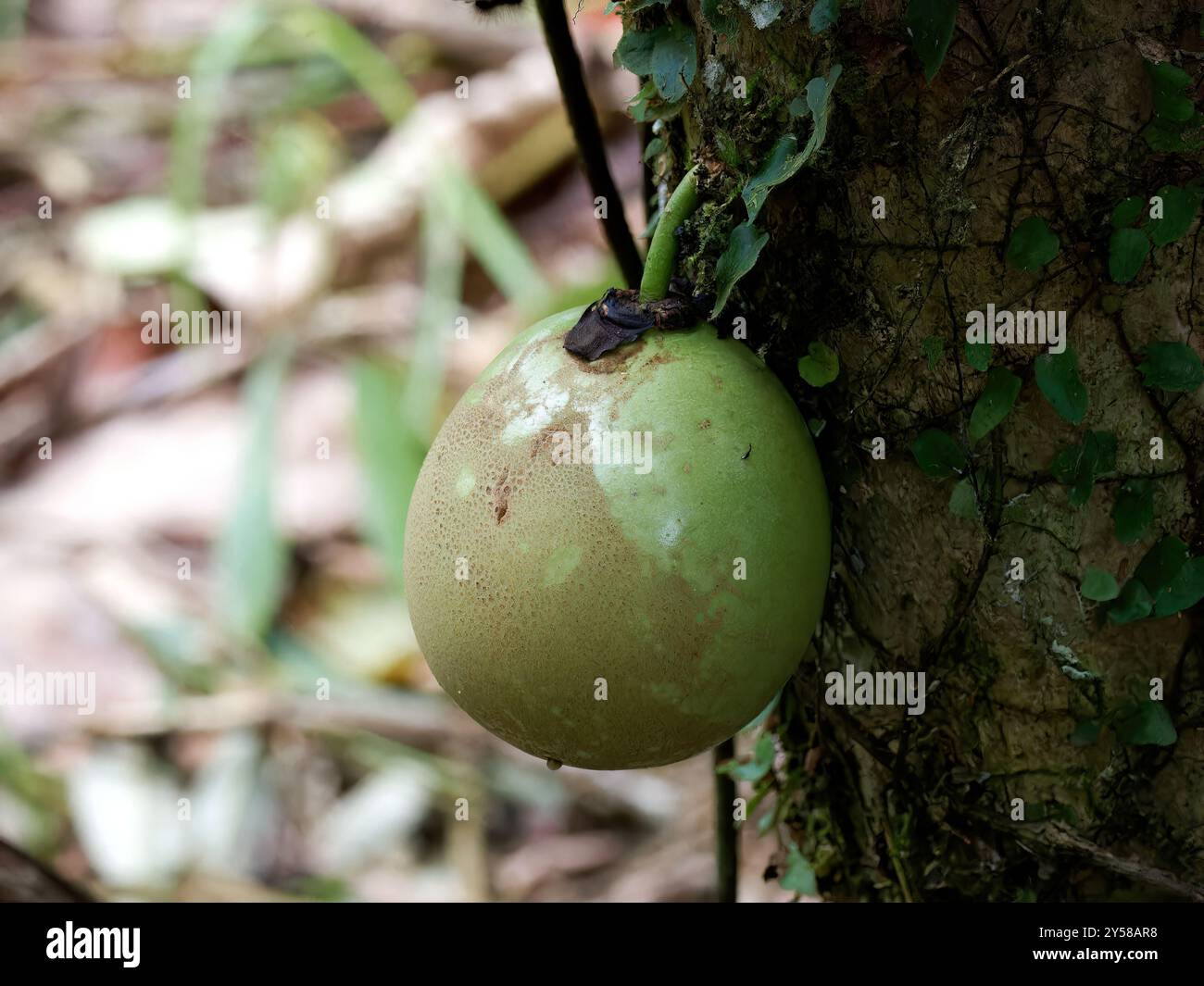 calabash tree, Kalebassenbaum, calebassier, Crescentia cujete, Yasuní ...