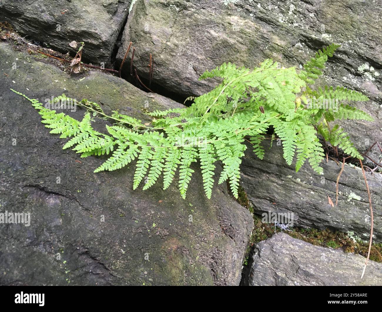ferns (Polypodiopsida) Plantae Stock Photo - Alamy