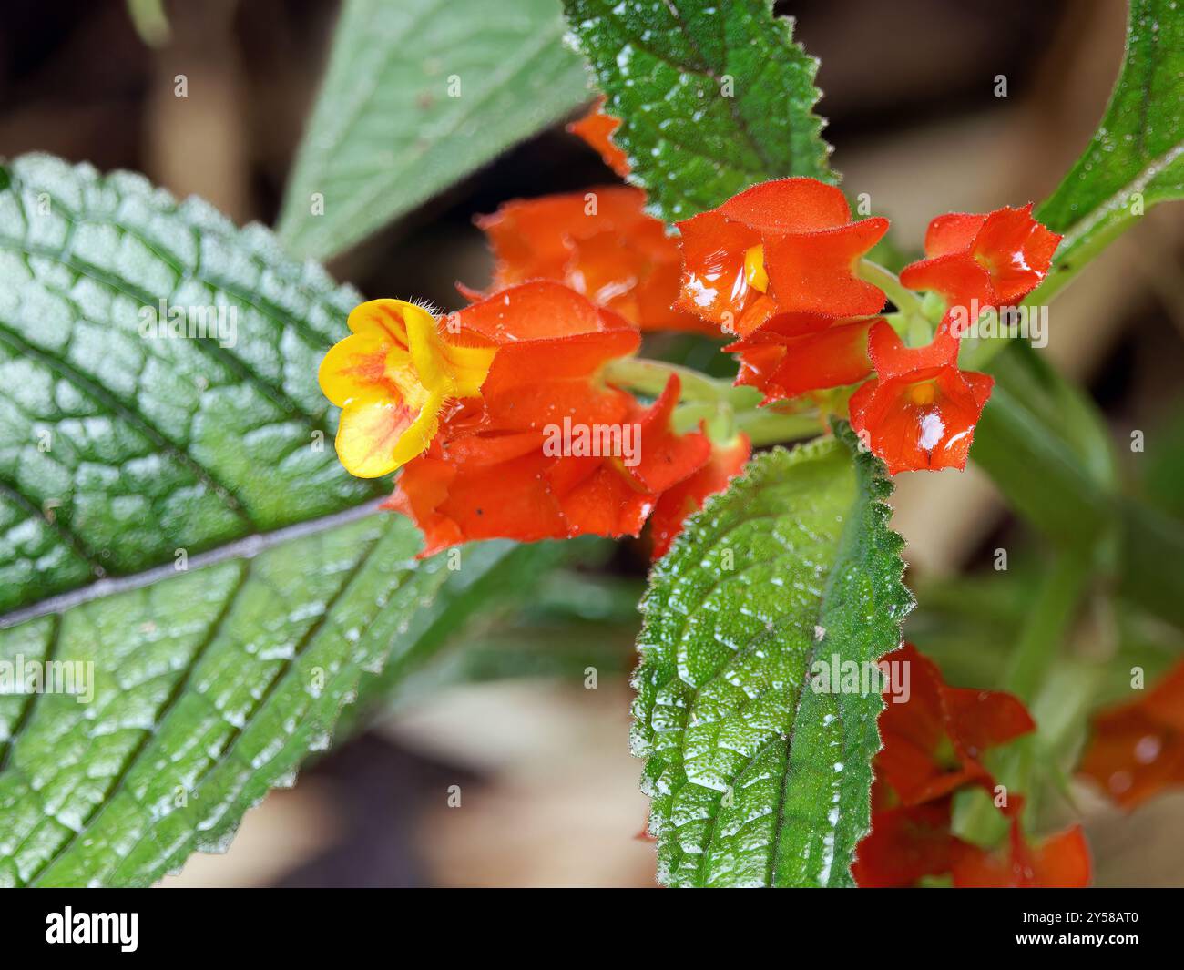 sunset bells, black flamingo, copper leaf, Chrysothemis pulchella ...