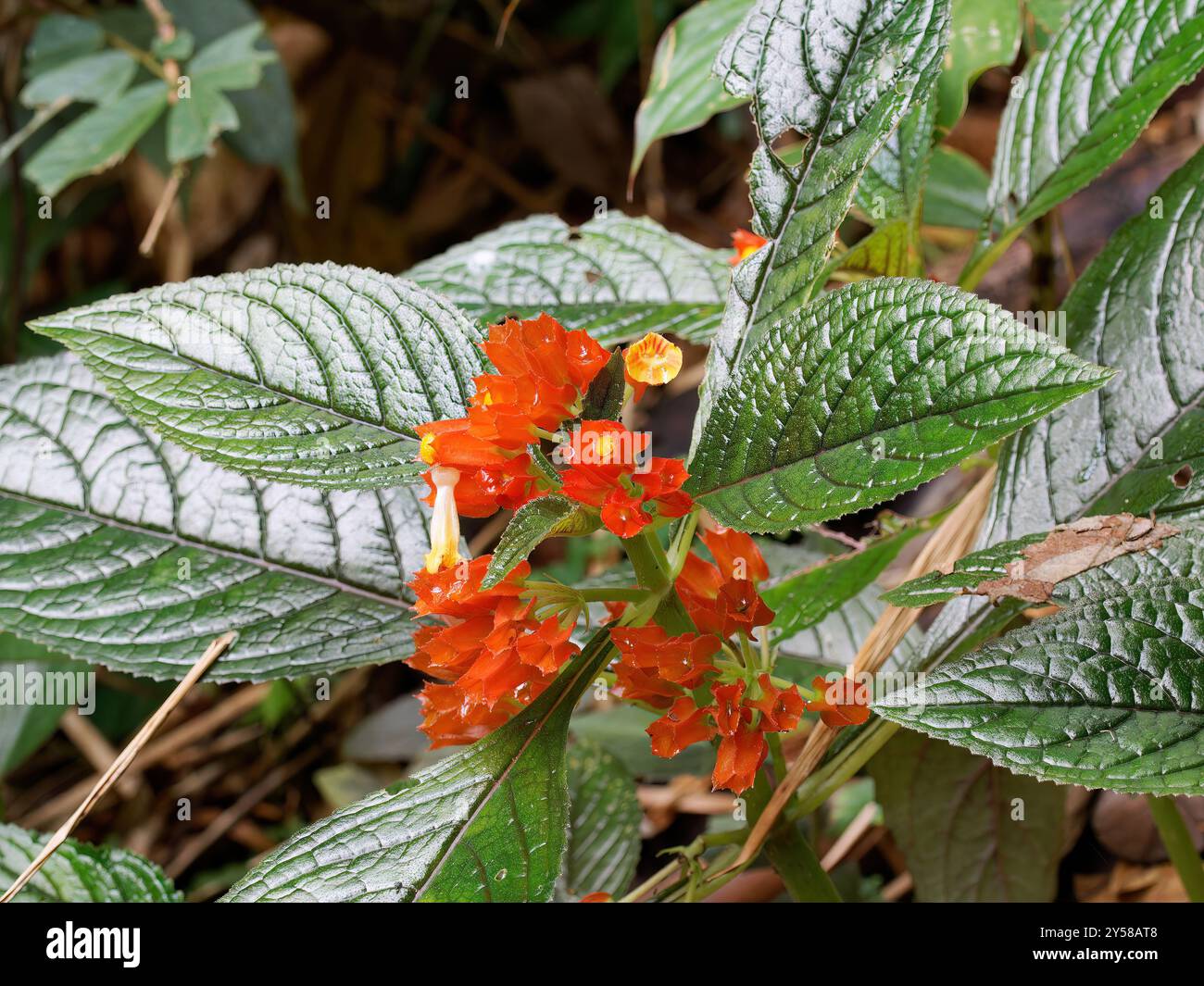 sunset bells, black flamingo, copper leaf, Chrysothemis pulchella ...