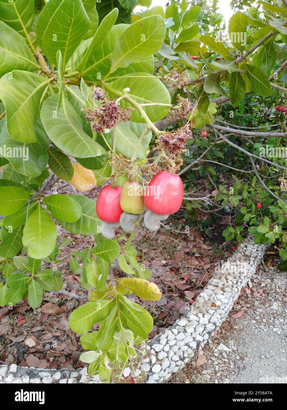cashew (Anacardium occidentale) Plantae Stock Photo - Alamy