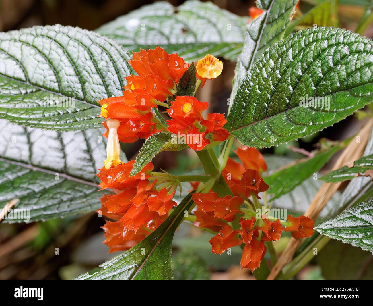 sunset bells, black flamingo, copper leaf, Chrysothemis pulchella ...