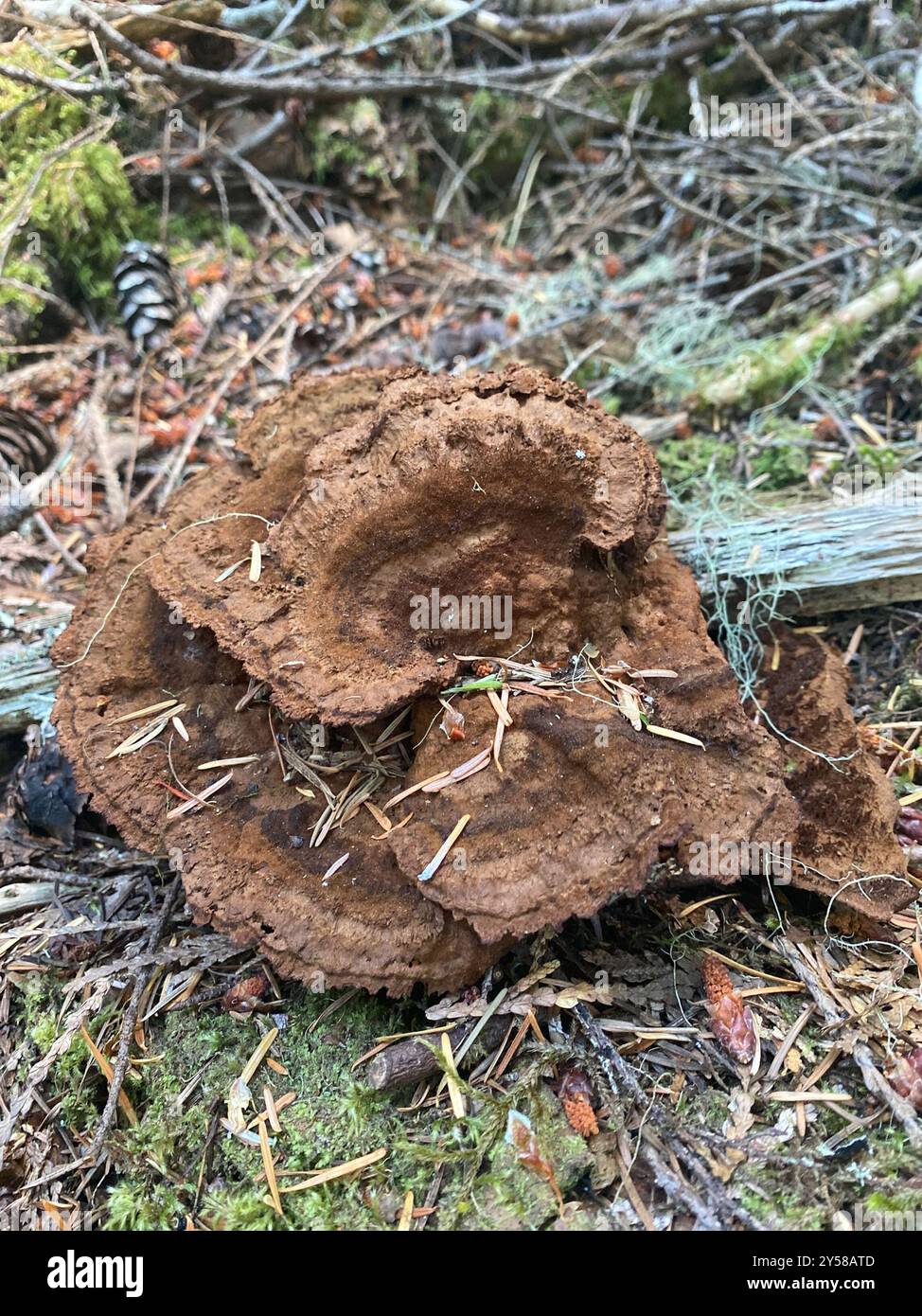 Dyer's Polypore (Phaeolus schweinitzii) Fungi Stock Photo - Alamy