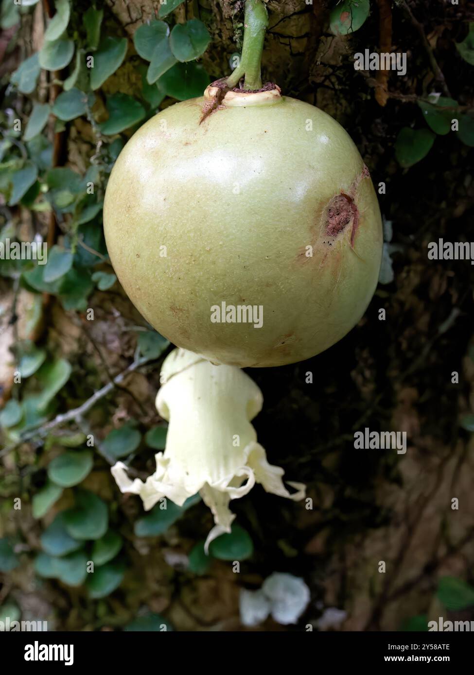 calabash tree, Kalebassenbaum, calebassier, Crescentia cujete, Yasuní ...