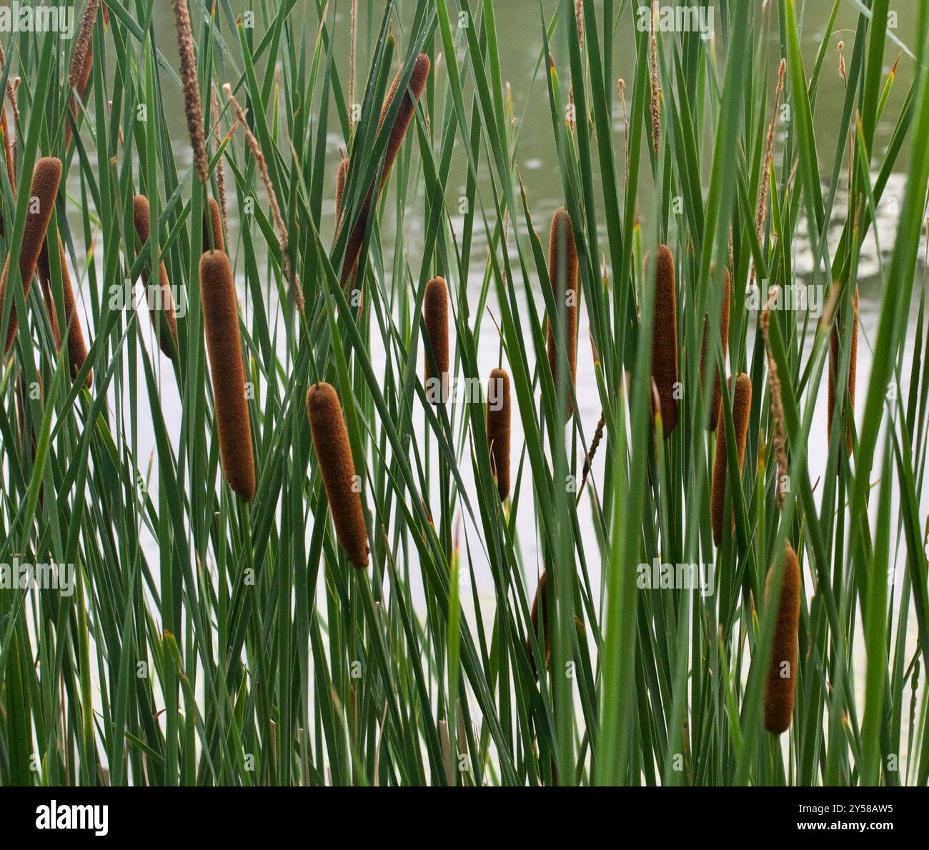 narrow-leaved cattail (Typha angustifolia) Plantae Stock Photo - Alamy