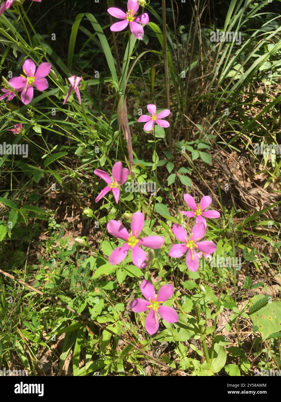 Rosepink (Sabatia angularis) Plantae Stock Photo - Alamy