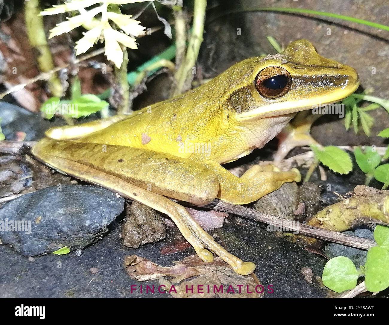 Basin Tree Frog (Boana lanciformis) Amphibia Stock Photo - Alamy