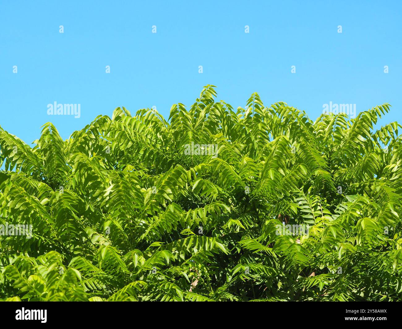 Coffee Bush (Clausena excavata) Plantae Stock Photo - Alamy