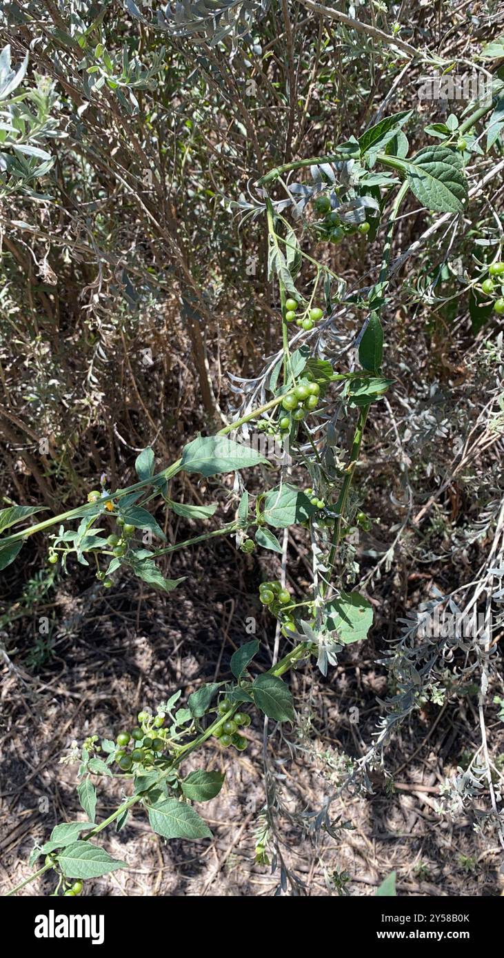 greenspot nightshade (Solanum douglasii) Plantae Stock Photo - Alamy