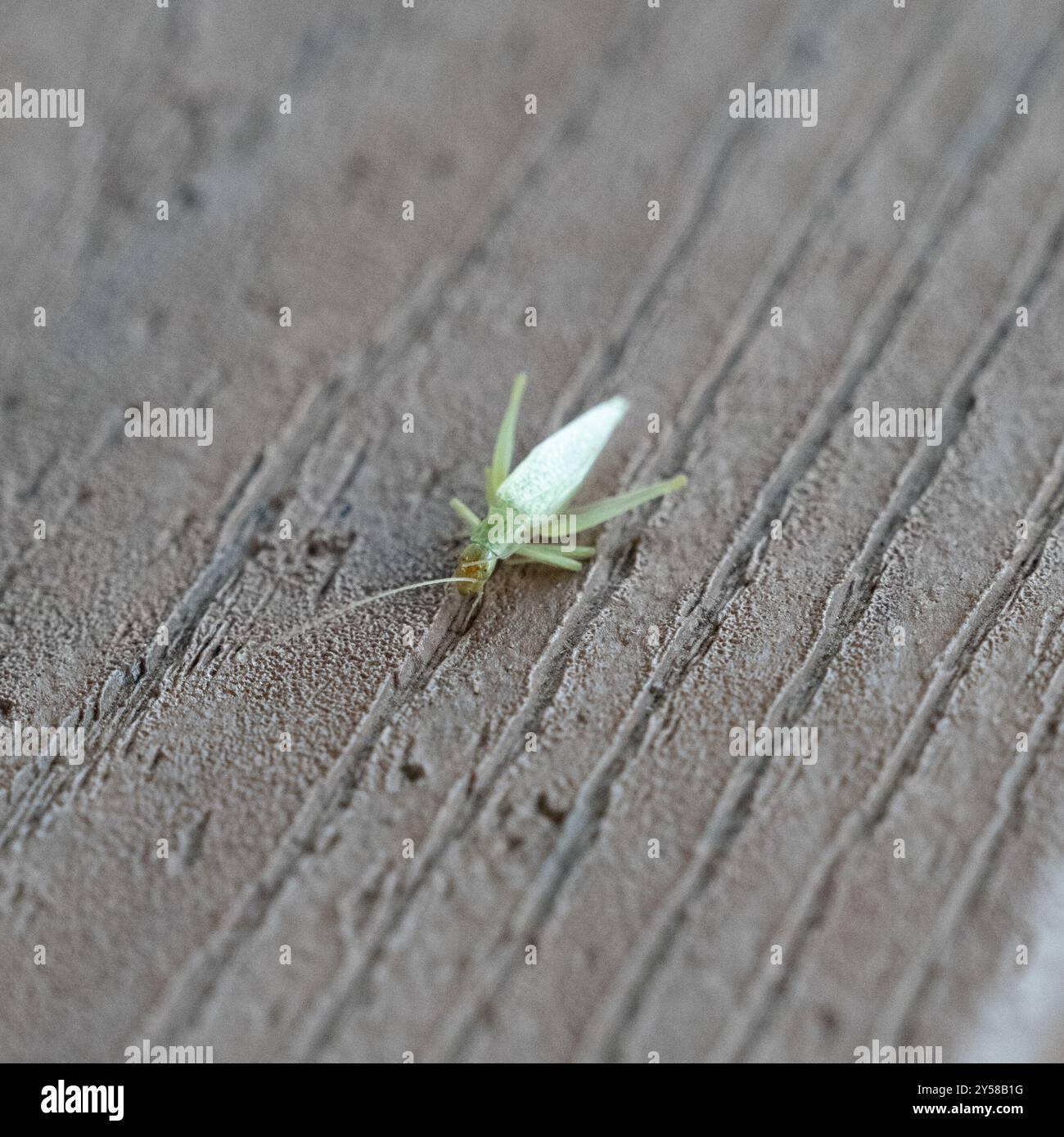 Common Tree Crickets (Oecanthus) Insecta Stock Photo - Alamy