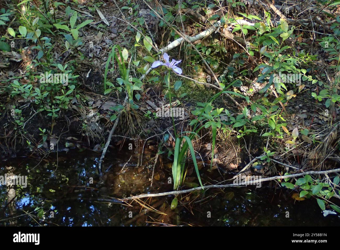 southern blue flag (Iris virginica) Plantae Stock Photo - Alamy