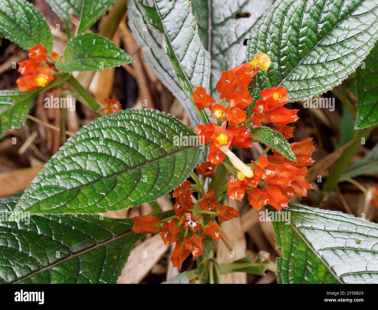 sunset bells, black flamingo, copper leaf, Chrysothemis pulchella ...